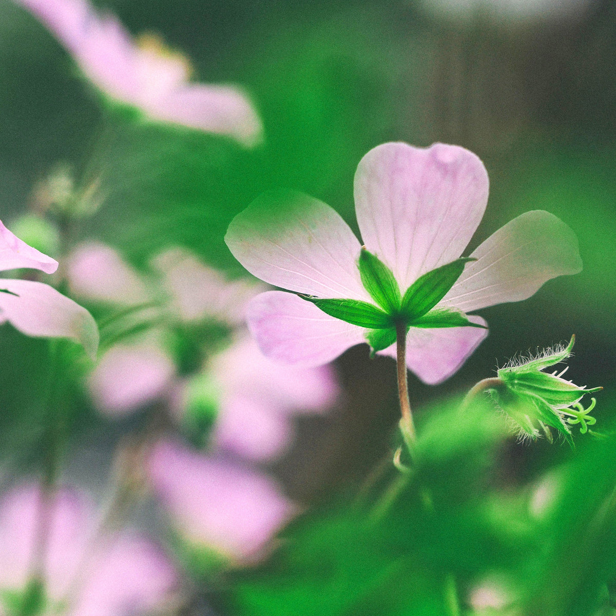 Aera® - English Cottage