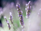 Aera® - Lavender