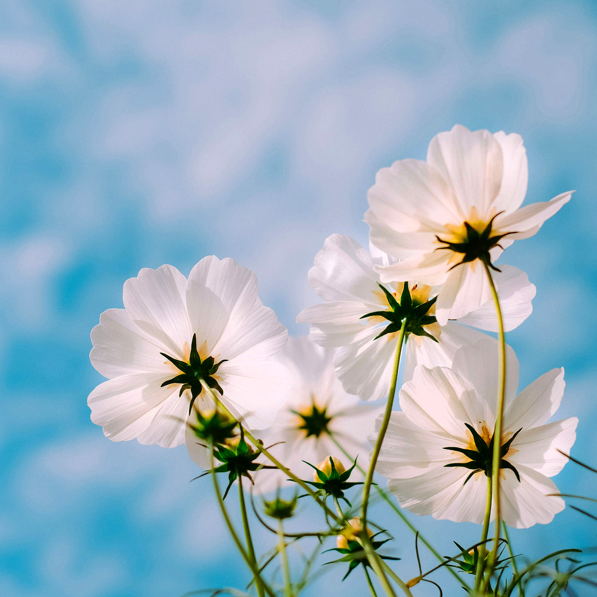 Aera® - Fresh Breeze & Freesia Zephyr Home Fragrance